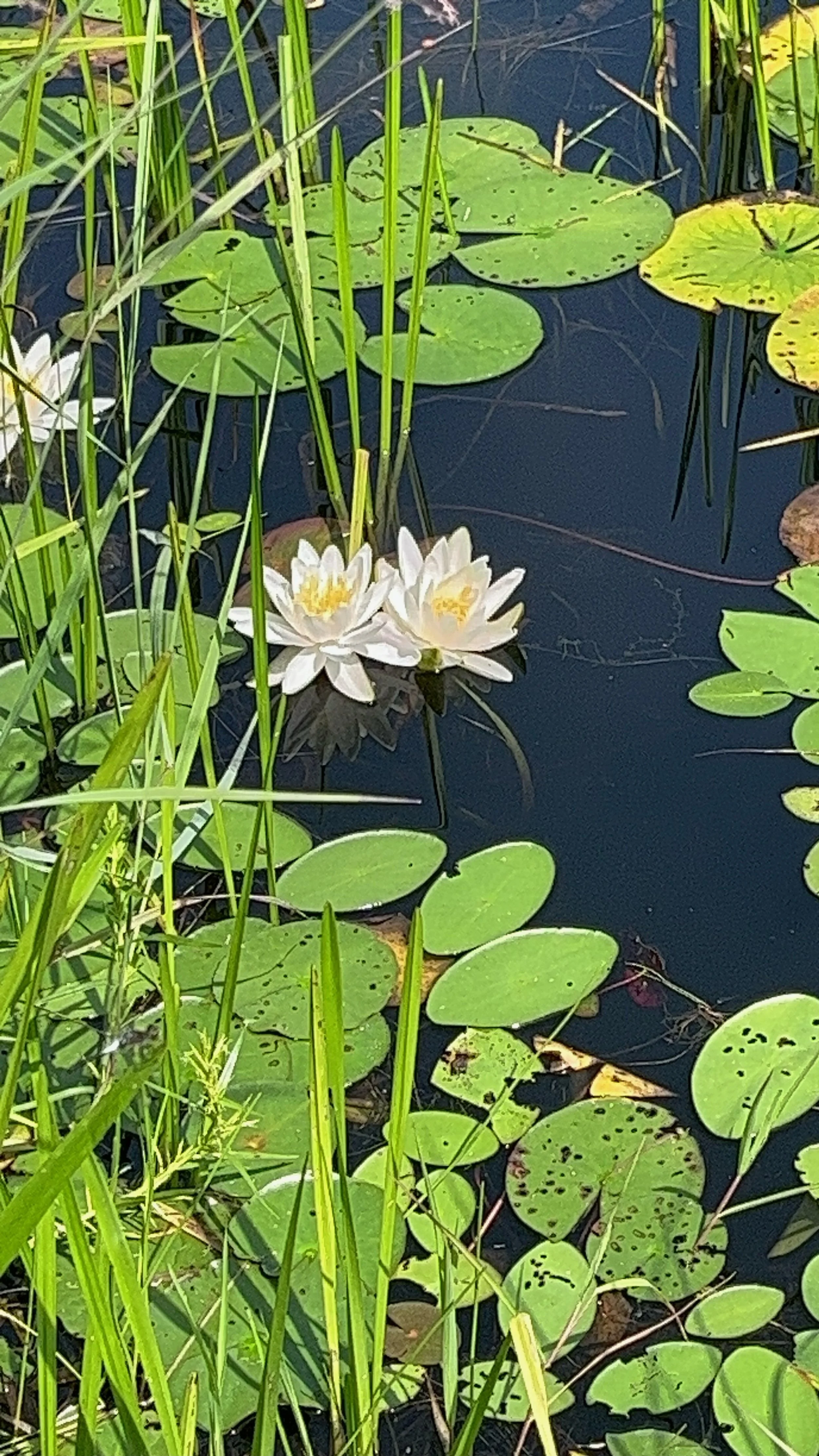 Zen Home and Cottage Cleaning Services