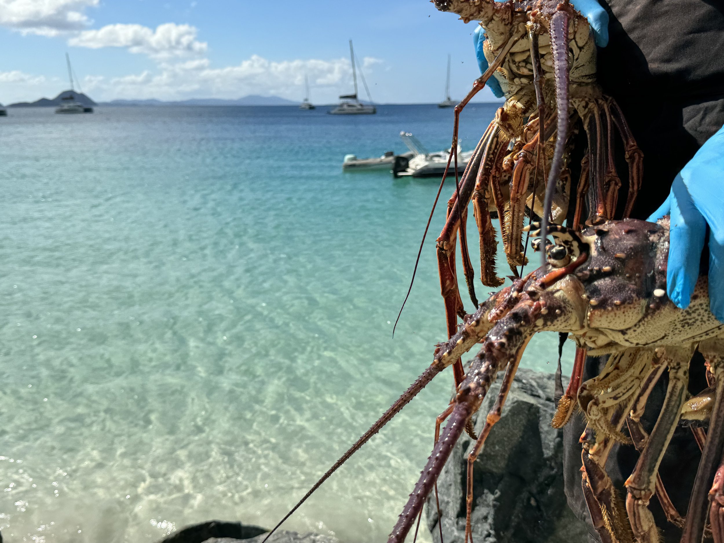 Quito´s Gazebo — Quito's Gazebo & Luxury Inn
