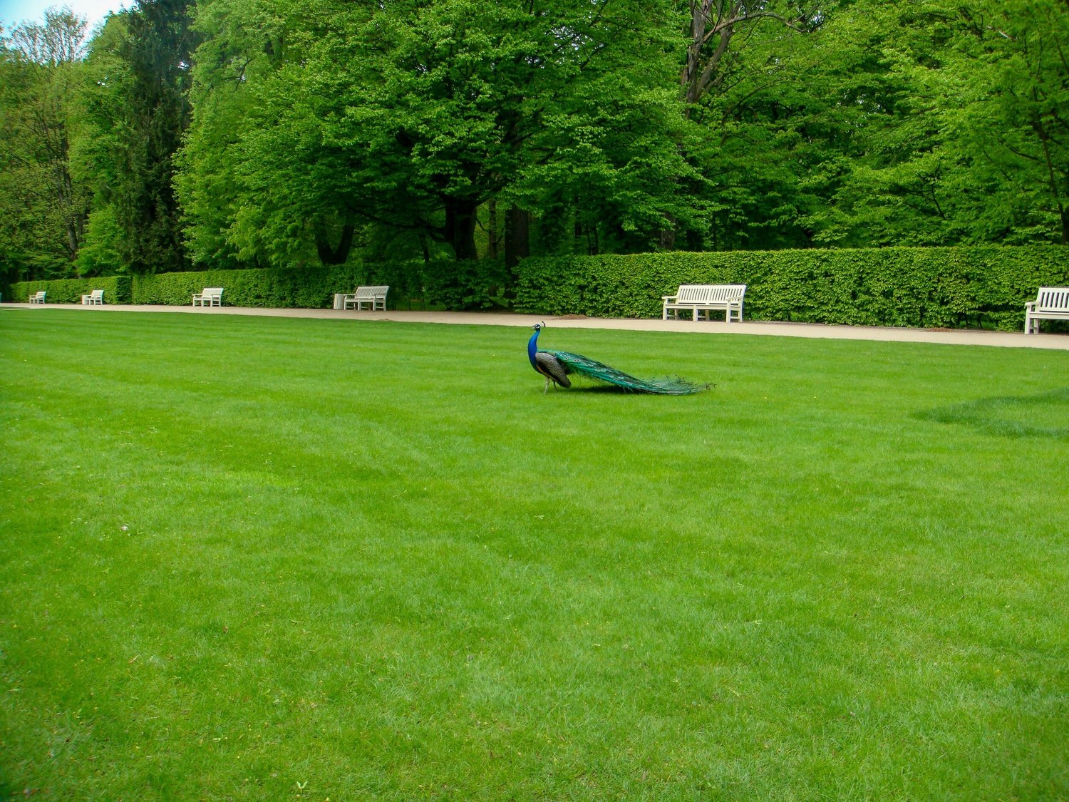 Lawn Service Near Me LLC