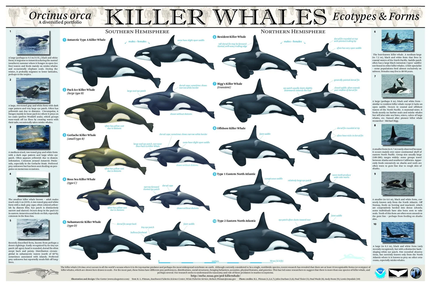 Juxtaposing Killer Whales & Humans — The ORCA Oath