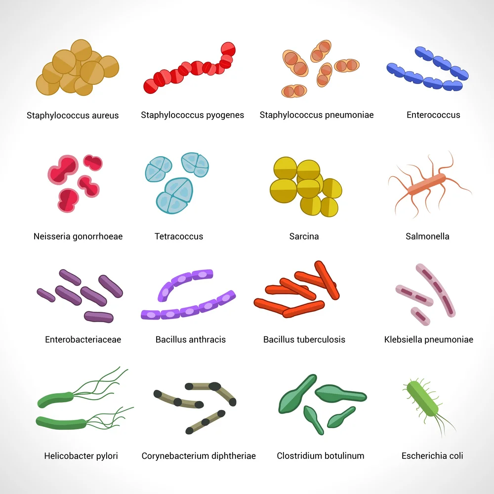 Bacteria — Melbourne Quality Assurance