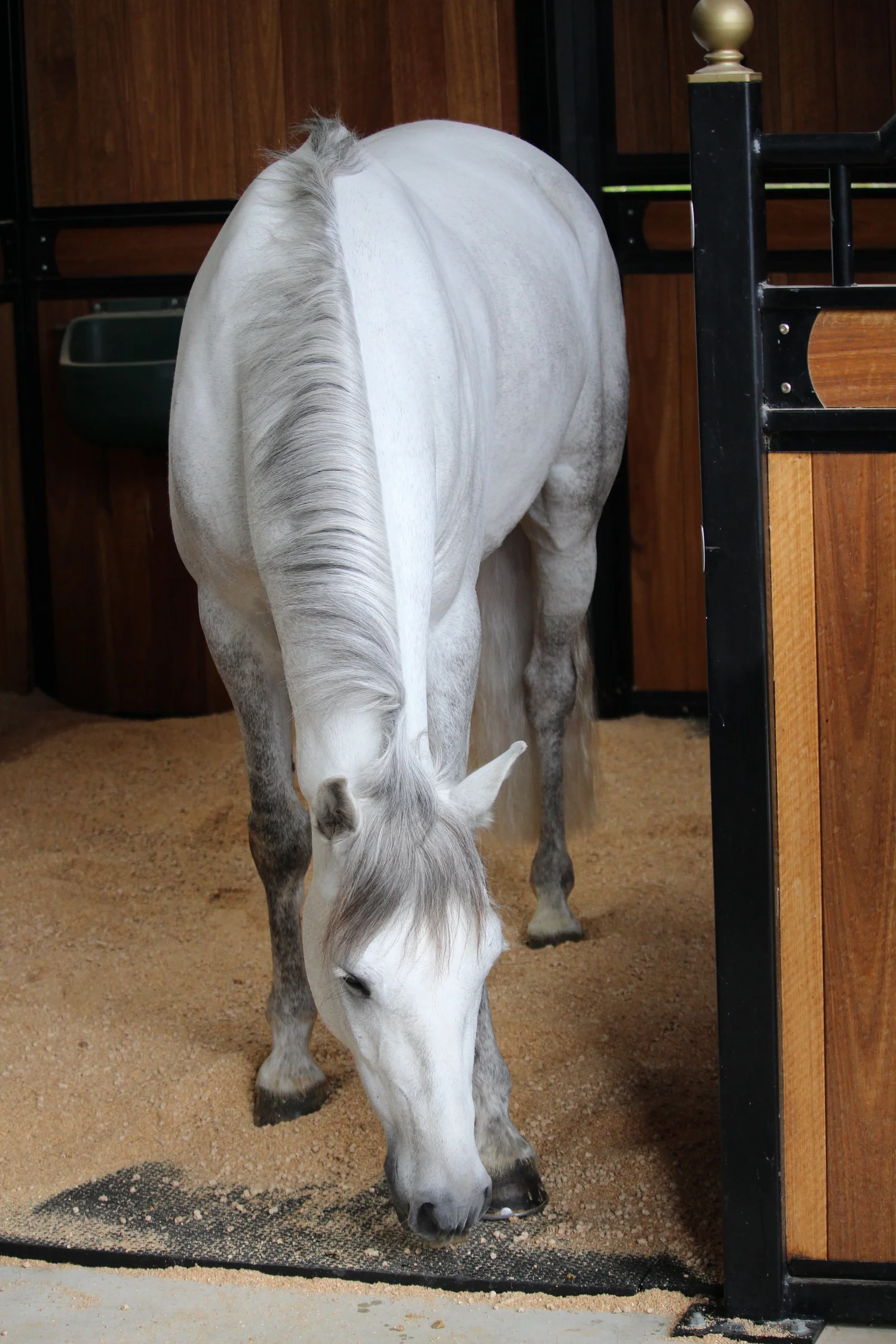 Elite Equine Bedding