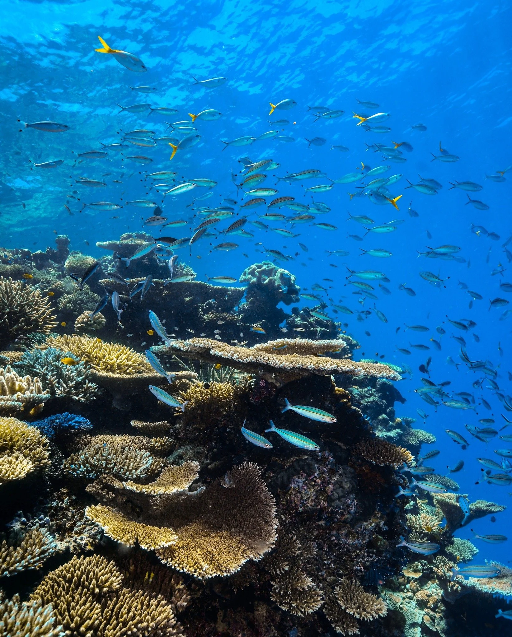 Calypso Reef Cruises — Crystalbrook Collection | Superyacht Marina