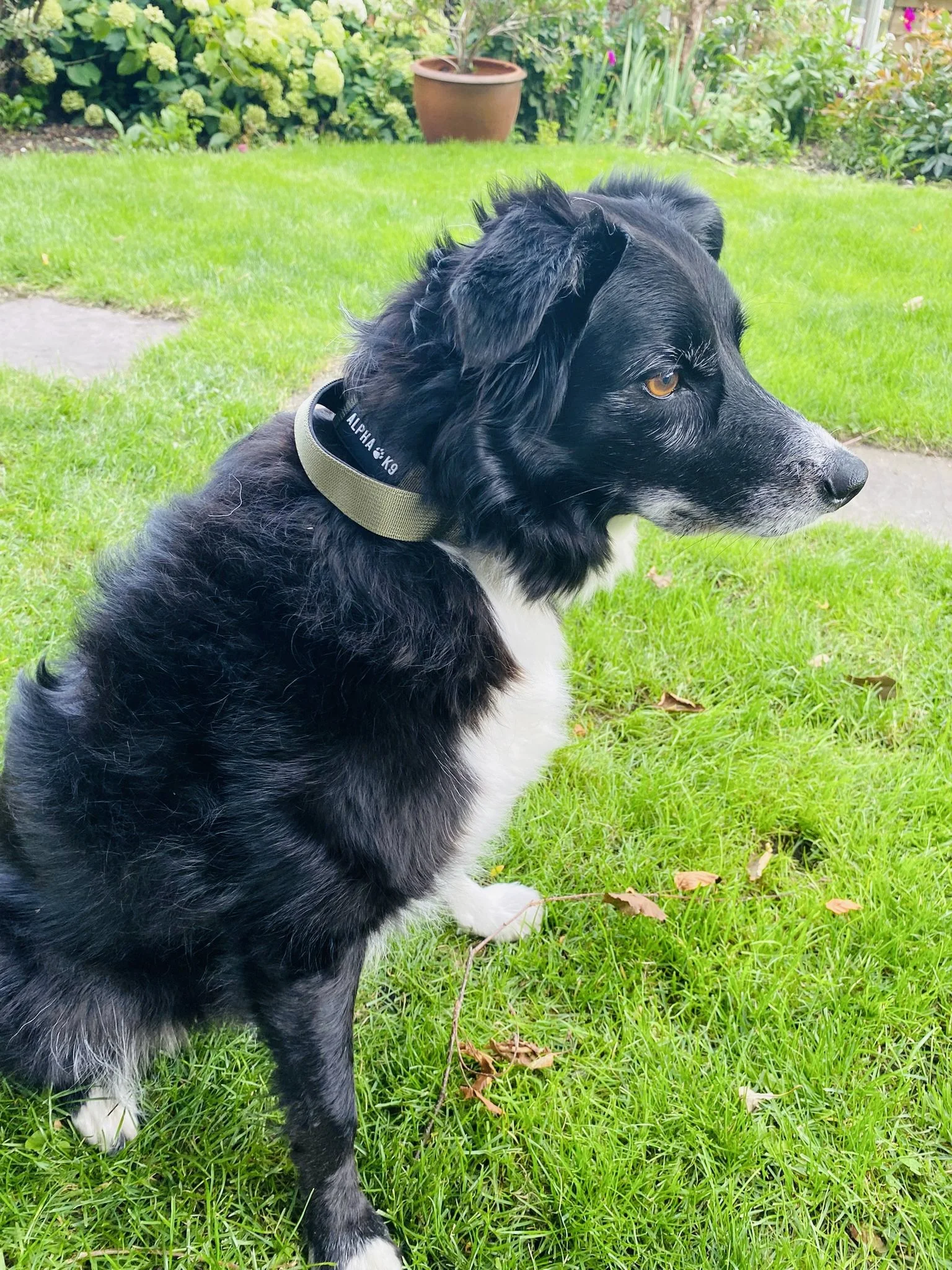 ALPHA K9 - Dog Collars | Dog Leads | Dog Training Products | Long Lines ...
