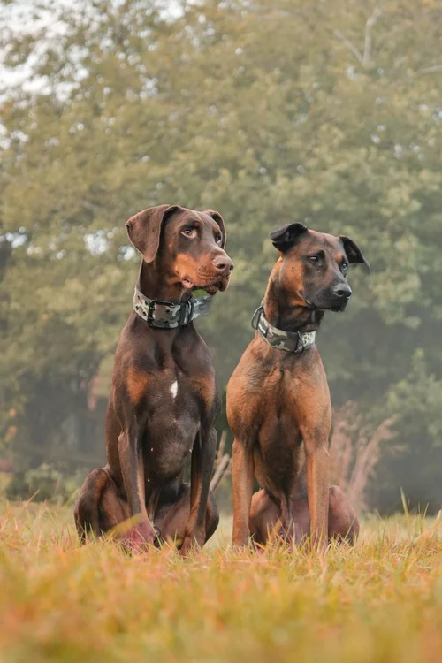 ALPHA K9 - Dog Collars | Dog Leads | Dog Training Products | Long Lines ...