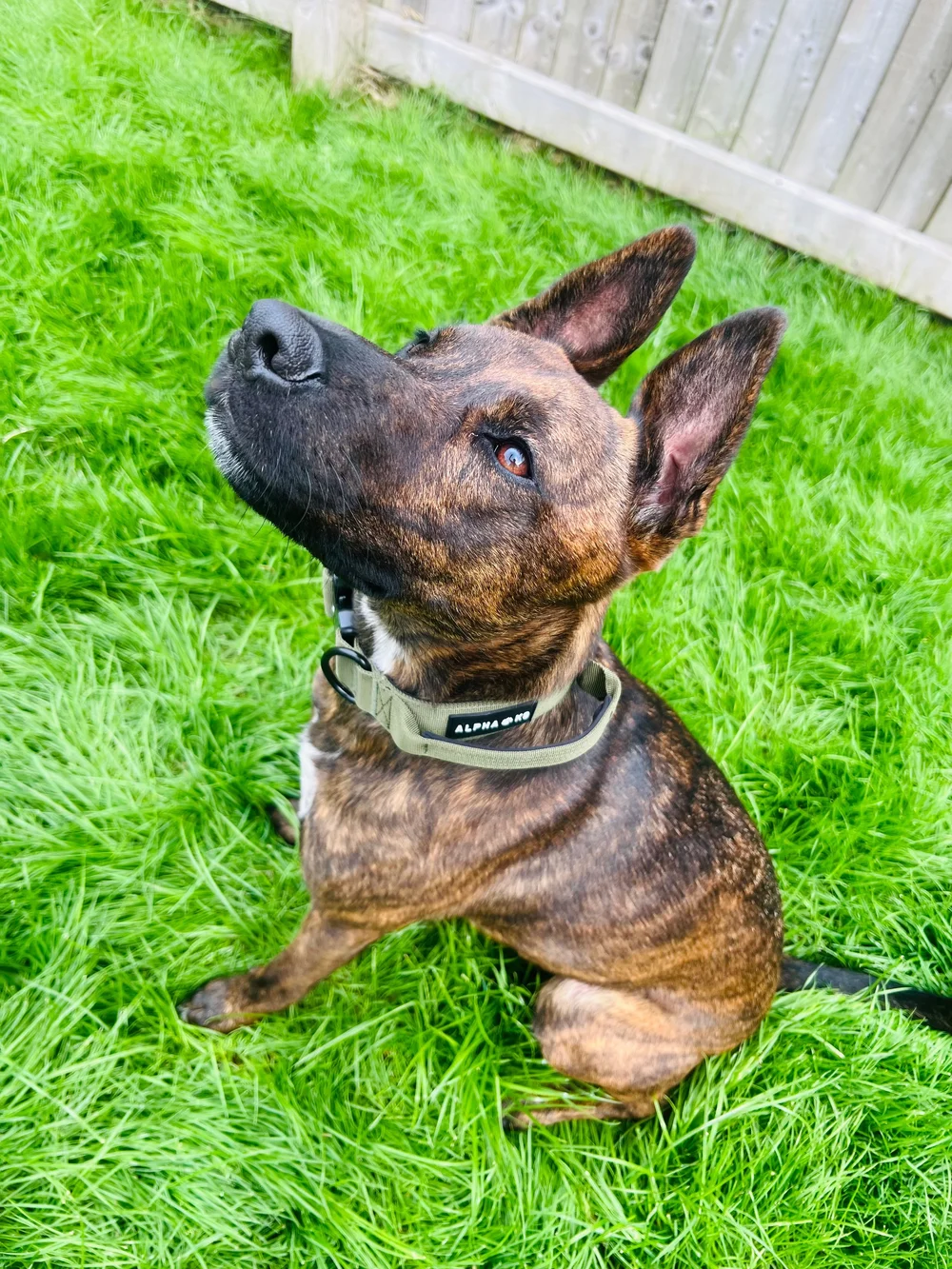 ALPHA K9 - Dog Collars | Dog Leads | Dog Training Products | Long Lines ...