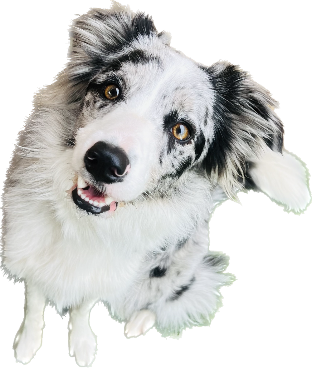 ALPHA K9 - Dog Collars | Dog Leads | Dog Training Products | Long Lines ...