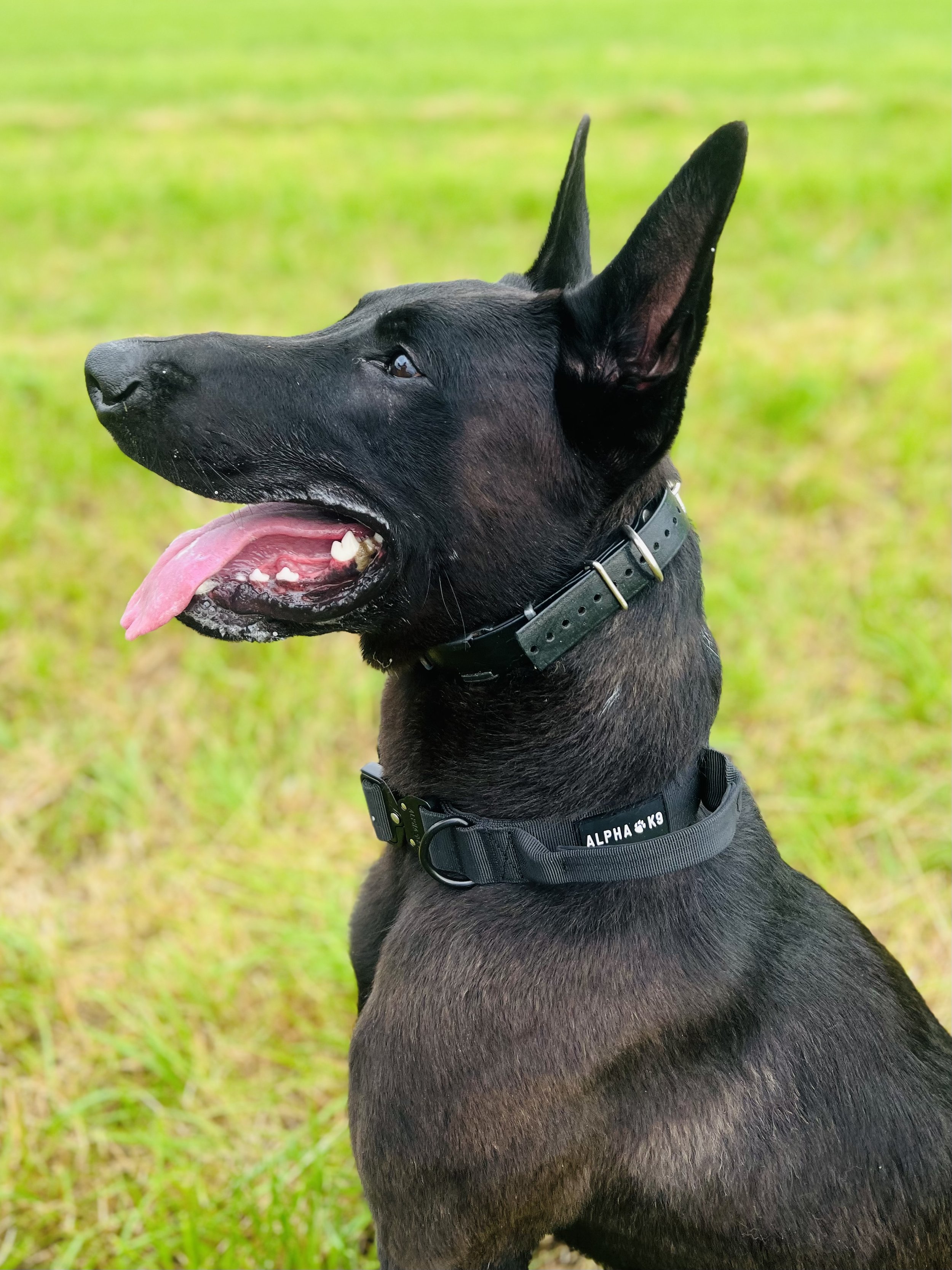 ALPHA K9 - Dog Collars | Dog Leads | Dog Training Products | Long Lines ...