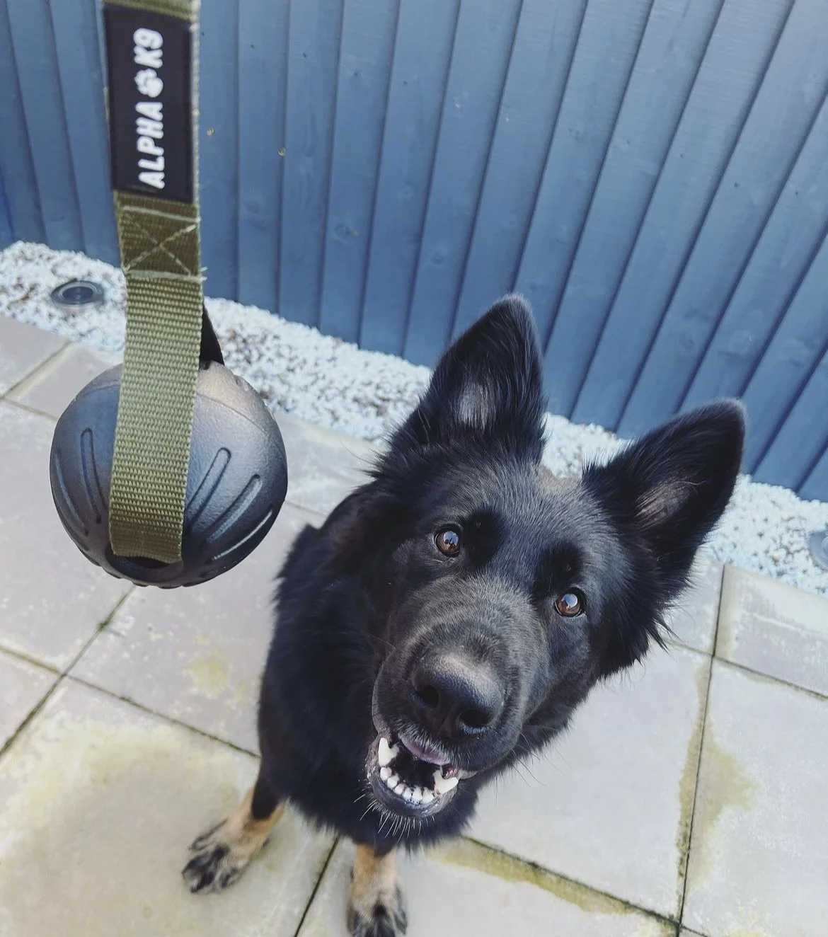 ALPHA K9 - Dog Collars | Dog Leads | Dog Training Products | Long Lines ...