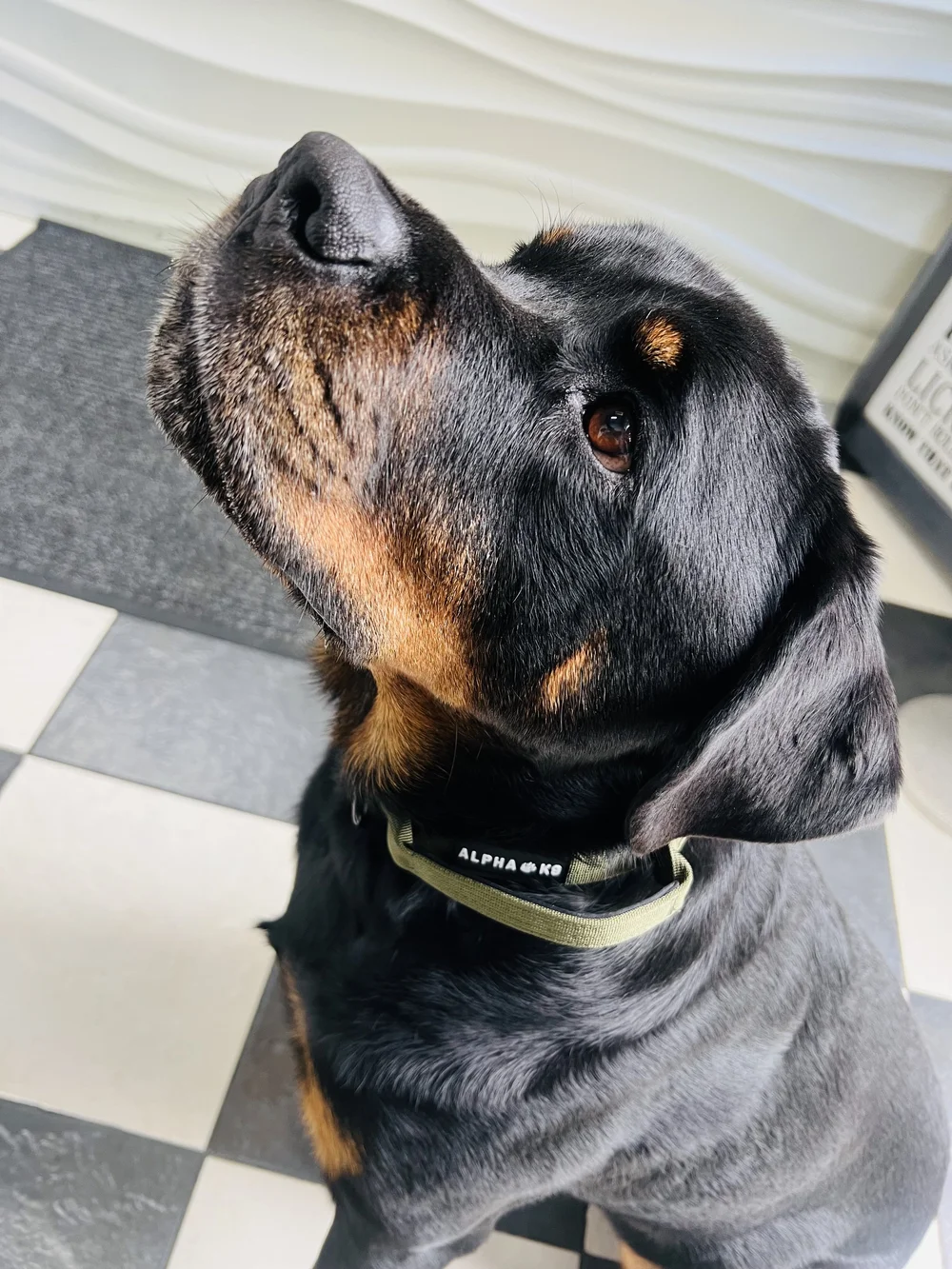 ALPHA K9 - Dog Collars | Dog Leads | Dog Training Products | Long Lines ...