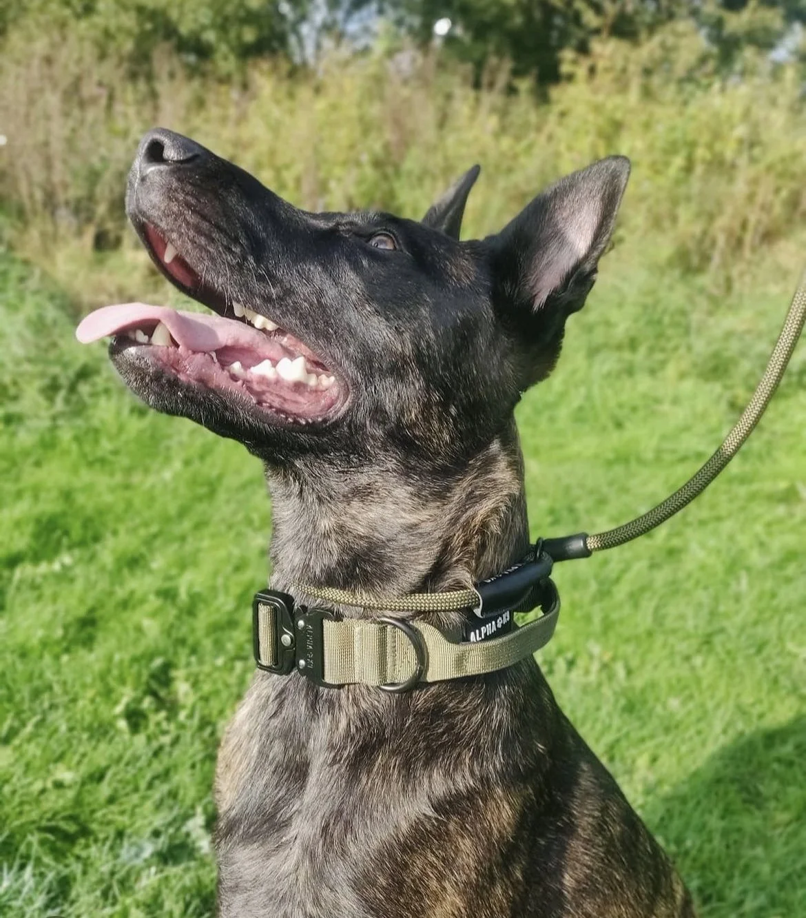 ALPHA K9 - Dog Collars | Dog Leads | Dog Training Products | Long Lines ...