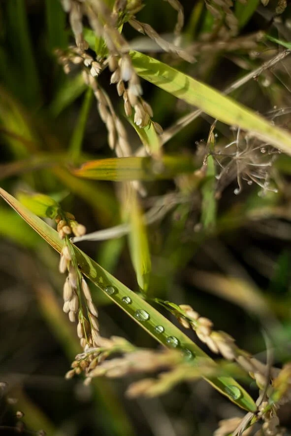 jorge viera and his carolino rice — NEW DAWN TRADERS