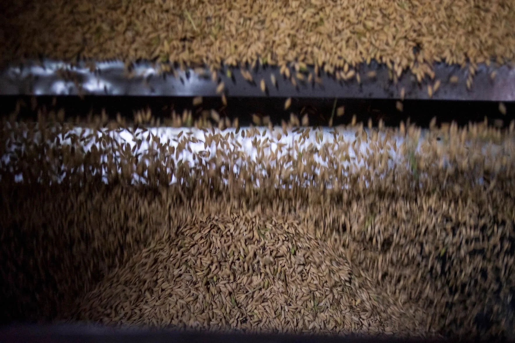 jorge viera and his carolino rice — NEW DAWN TRADERS