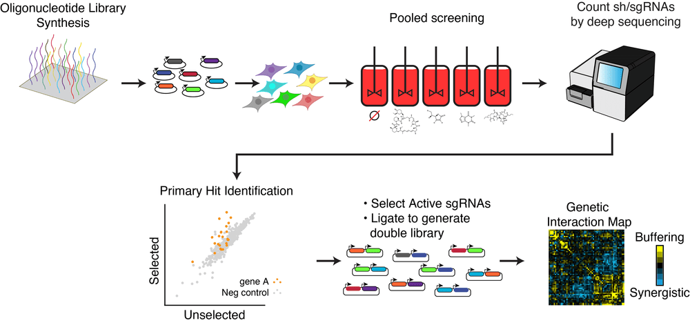 technology development for high throughput funcitonal genomics — BASSIK LAB