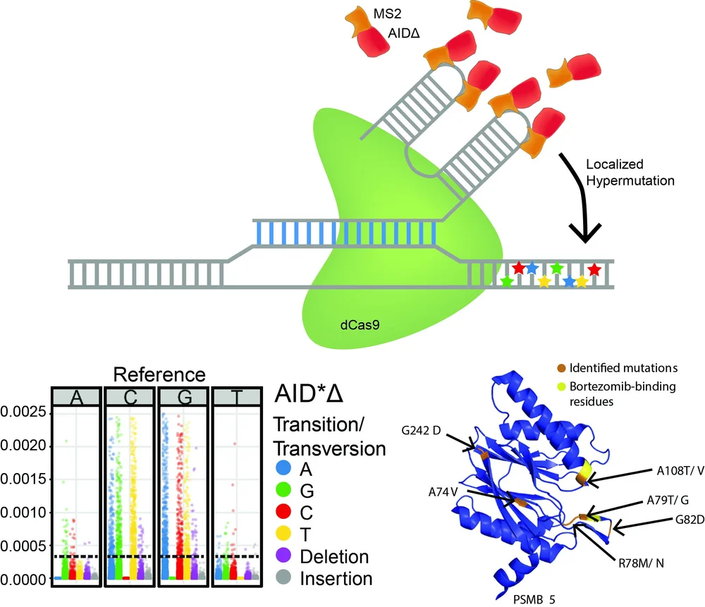 technology development for high throughput funcitonal genomics — BASSIK LAB
