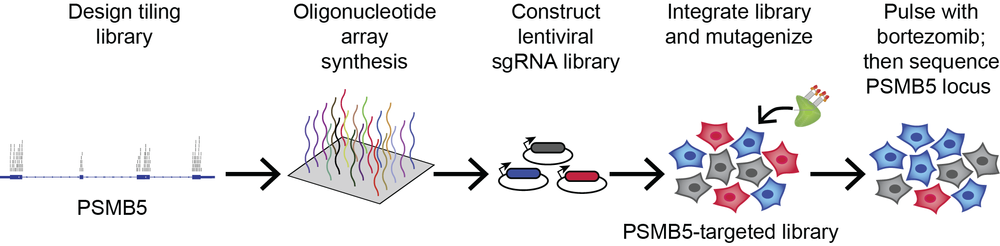 technology development for high throughput funcitonal genomics — BASSIK LAB