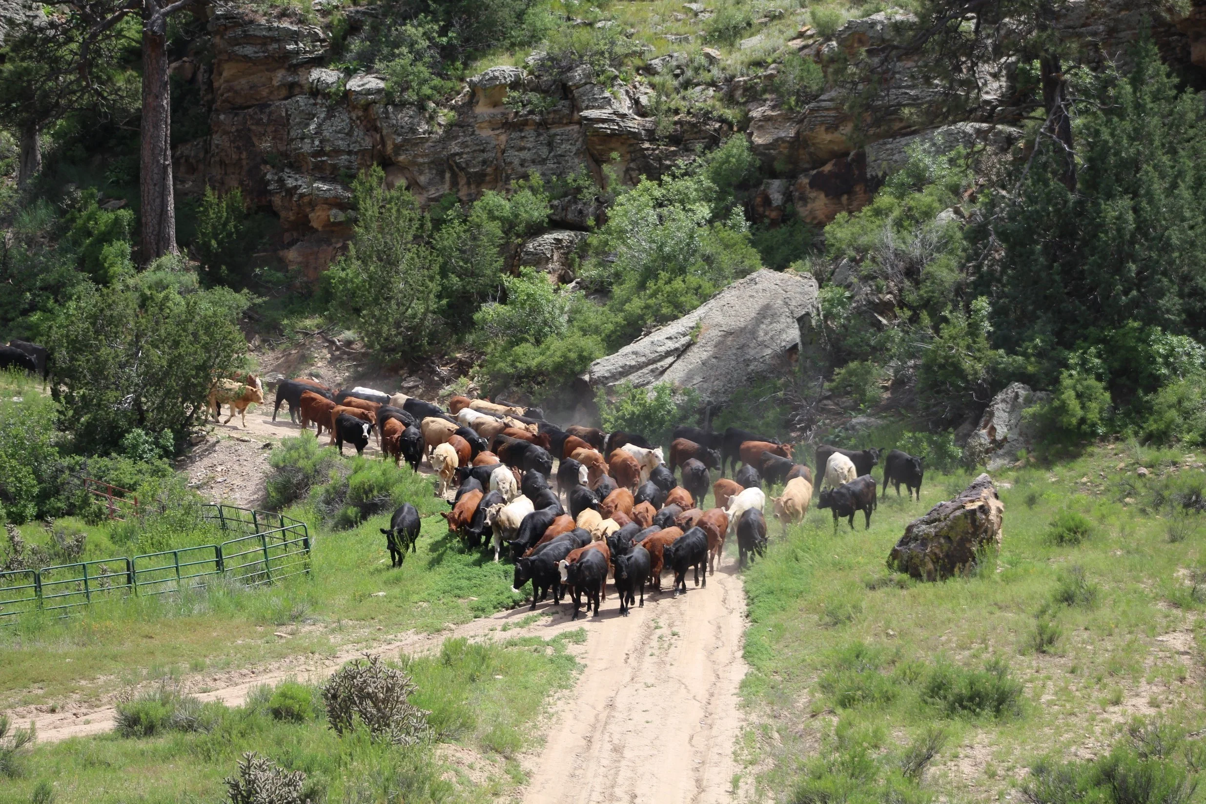 Centennial Cuts | Beef Jerky, Sticks & Sausage | Beef Cuts, Bundles & Subscriptions | Colorado