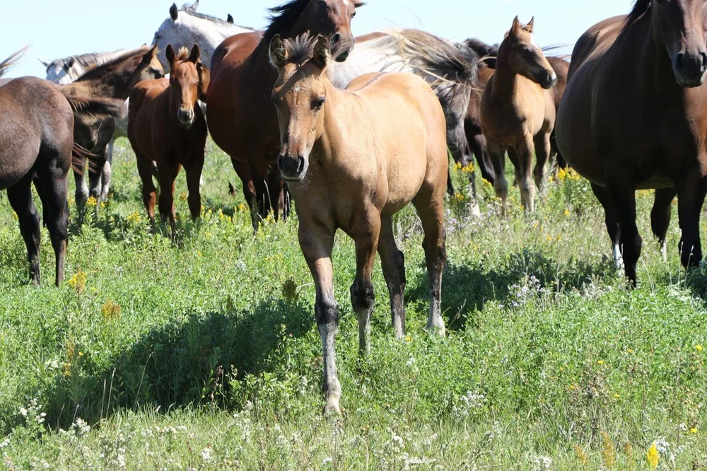 Clay Ranch Quarter Horses Production Sale — Ravenna Auction, LLC