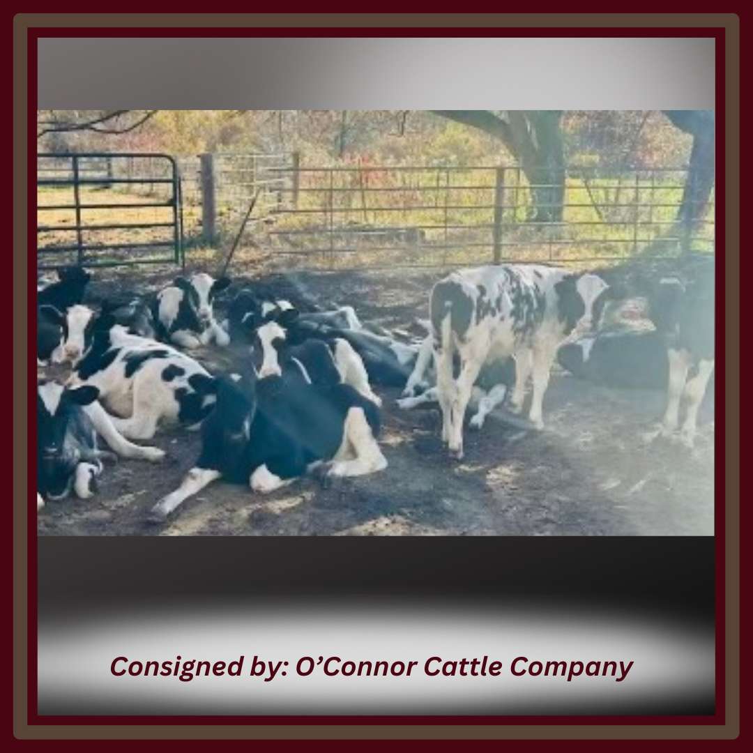 Feeder Sale Pre-Consignments — Ravenna Auction, LLC