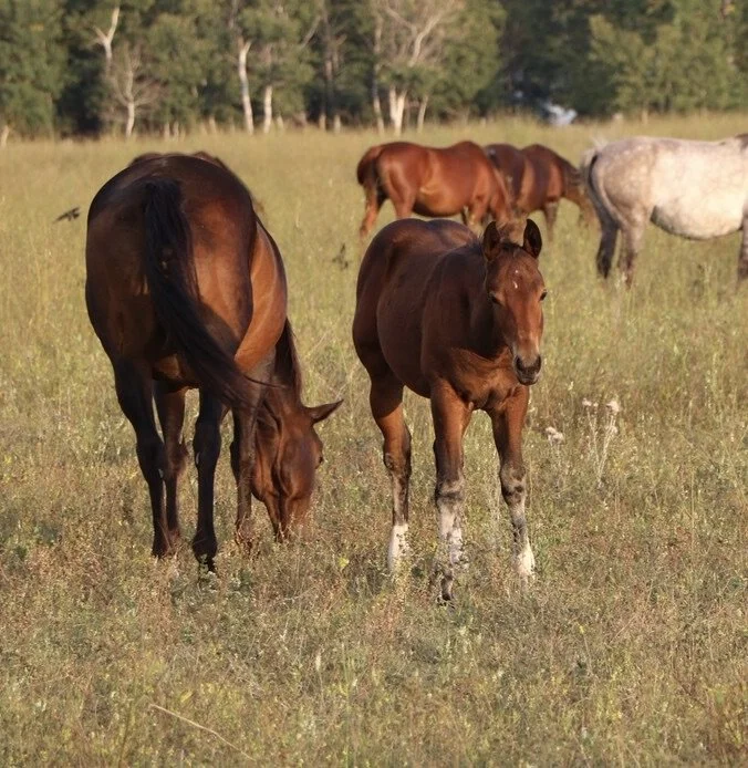 Clay Ranch Quarter Horses Production Sale — Ravenna Auction, LLC