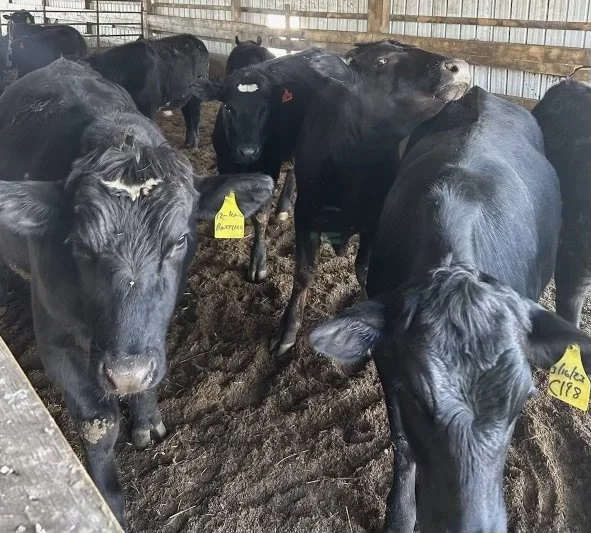 Feeder Sale Pre-Consignments — Ravenna Auction, LLC