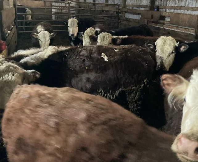 Feeder Sale Pre-Consignments — Ravenna Auction, LLC