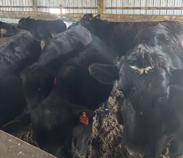 Feeder Sale Pre-Consignments — Ravenna Auction, LLC