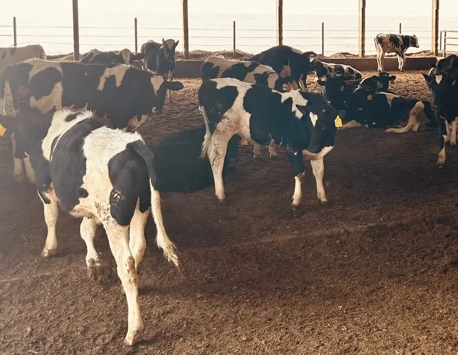 Feeder Sale Pre-Consignments — Ravenna Auction, LLC