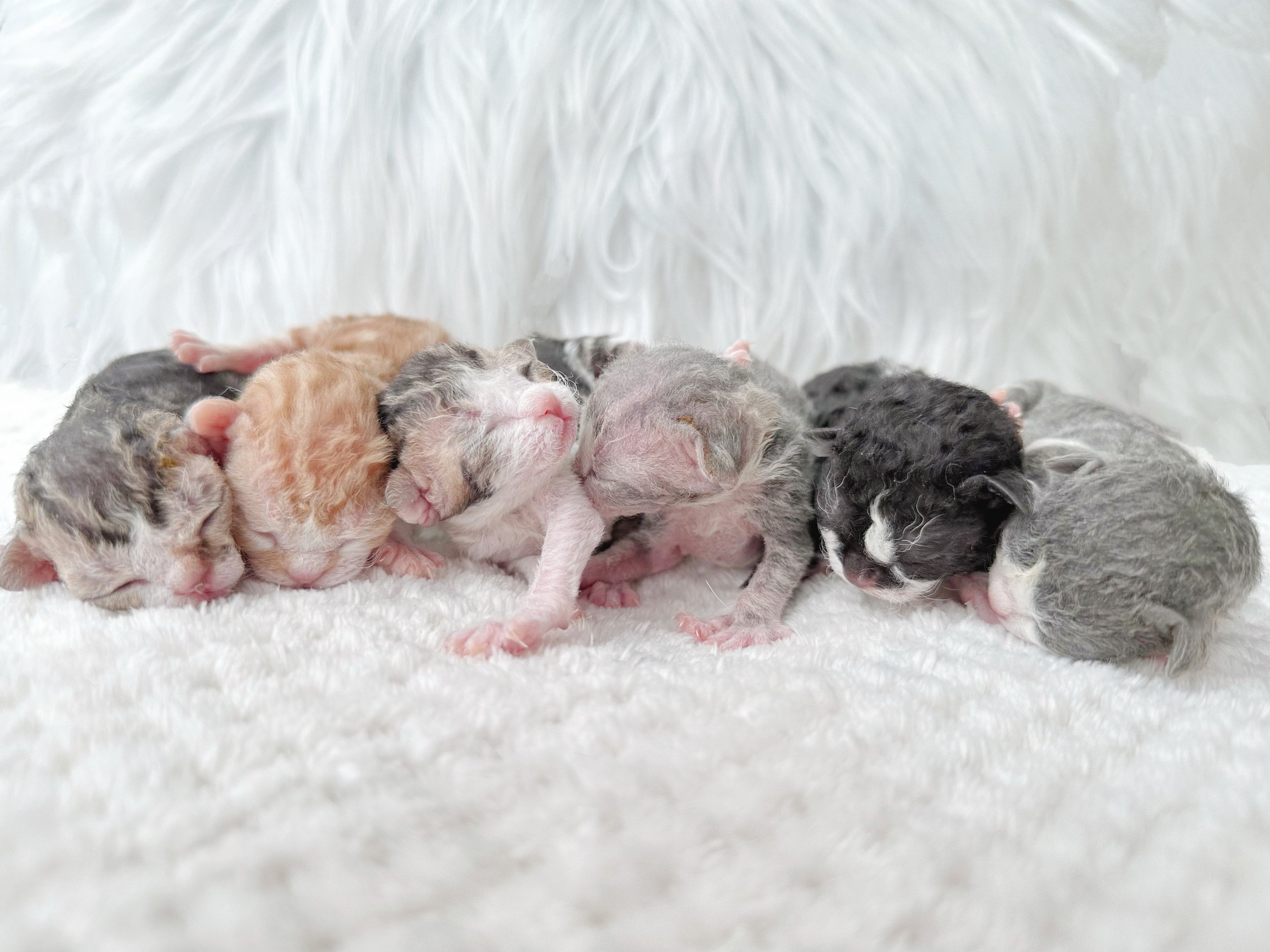 ADOPTION — Devon Rex Cattery - T&D Cats