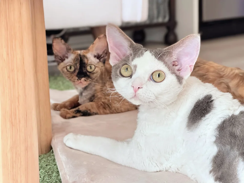 Devon Rex Cattery - T&D Cats