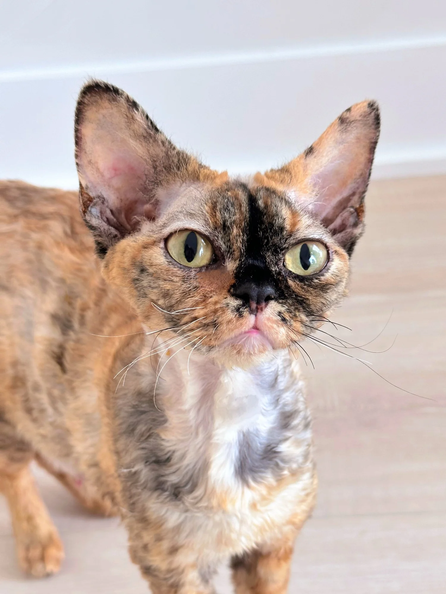 Devon Rex Cattery - T&D Cats