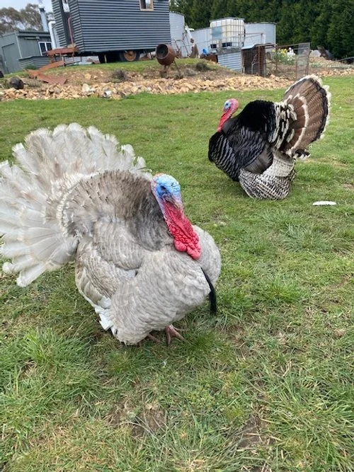 "Kenzell Farm: Discover a Farm Animal Haven and Get up Close with our ...