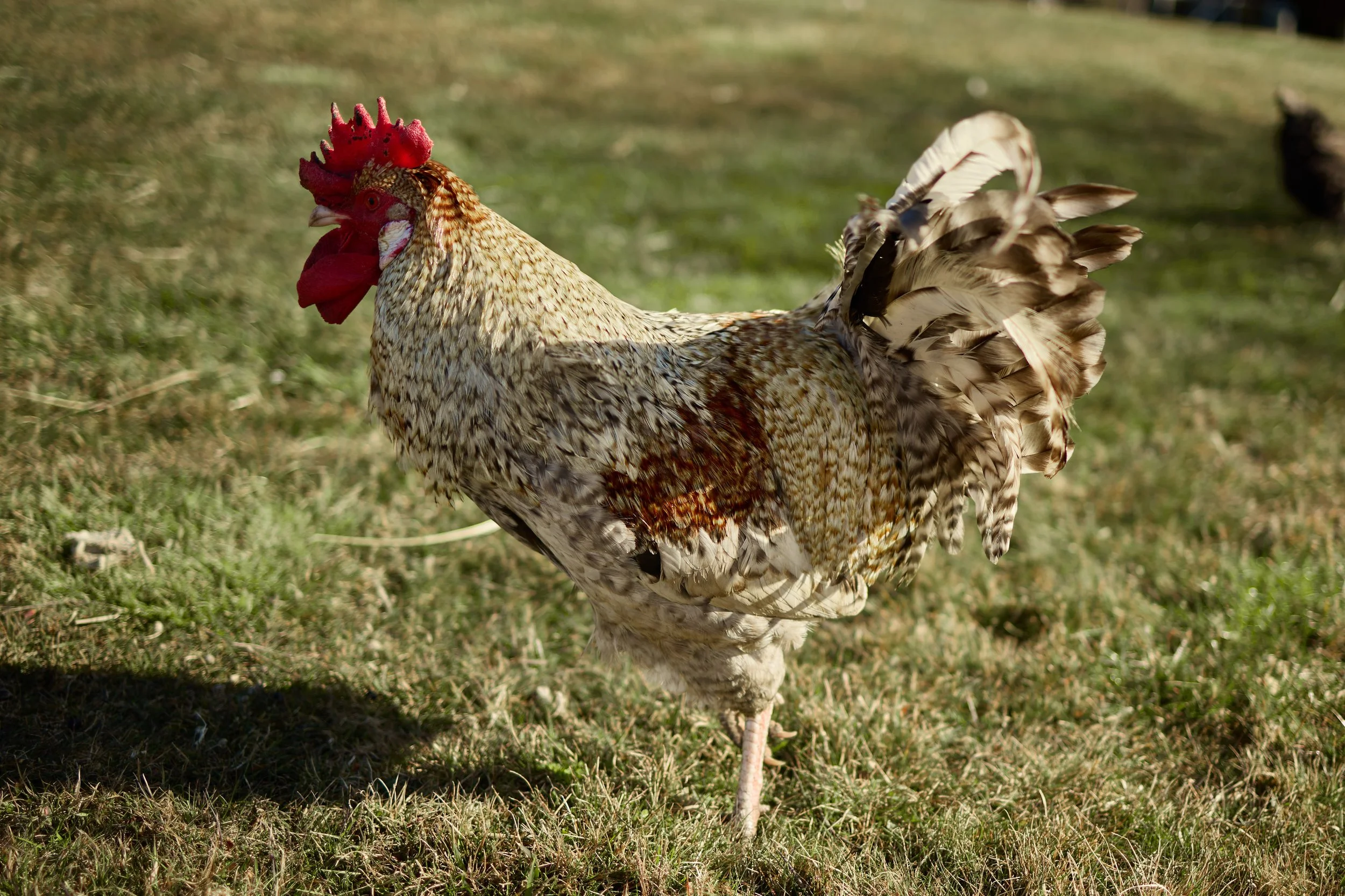 "Kenzell Farm: Discover a Farm Animal Haven and Get up Close with our ...