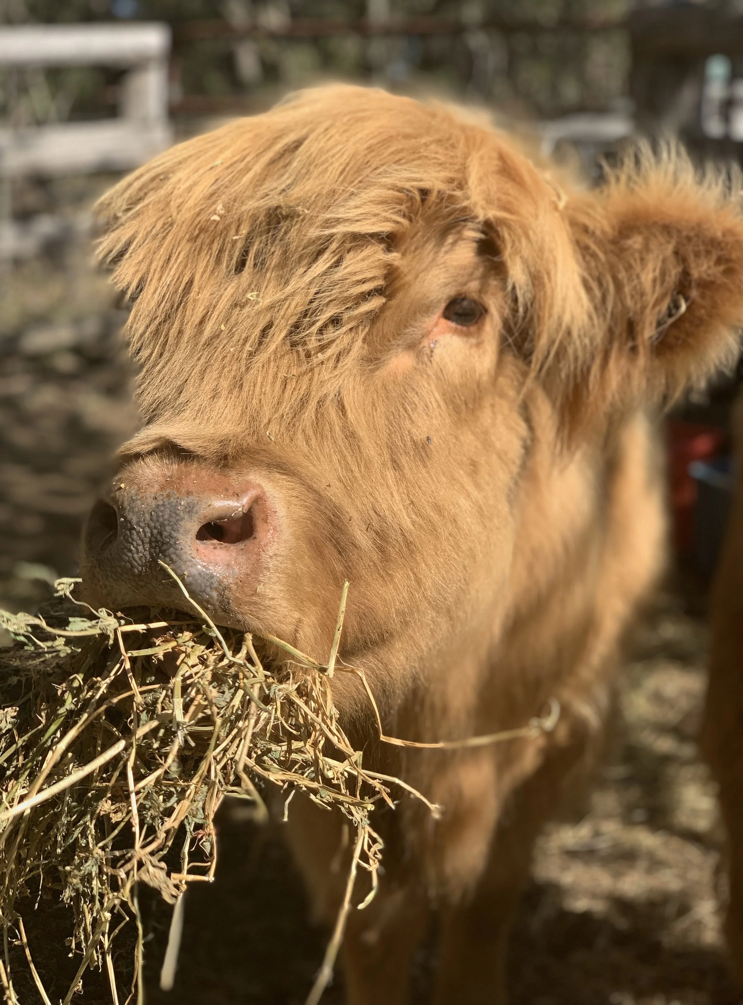 "Kenzell Farm: Discover a Farm Animal Haven and Get up Close with our ...
