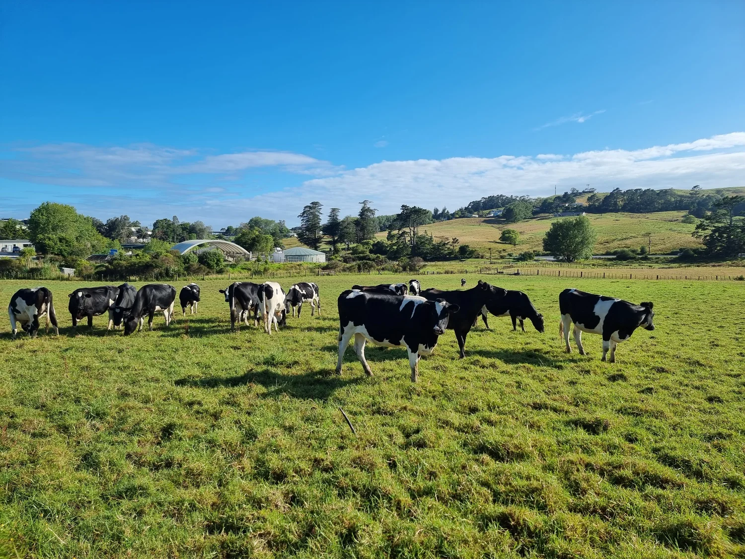 National Saleyards