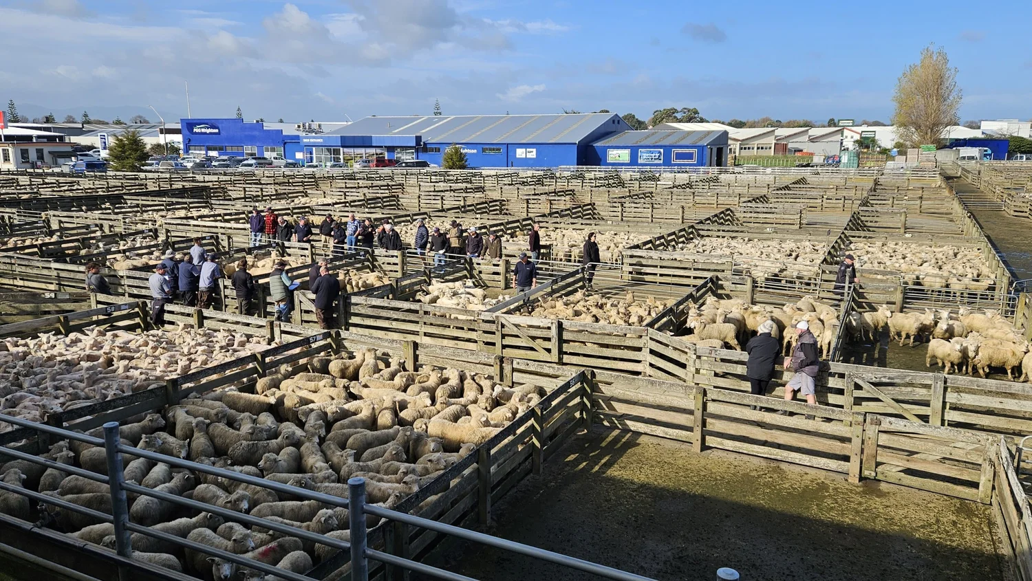 Feilding Saleyard — National Saleyards