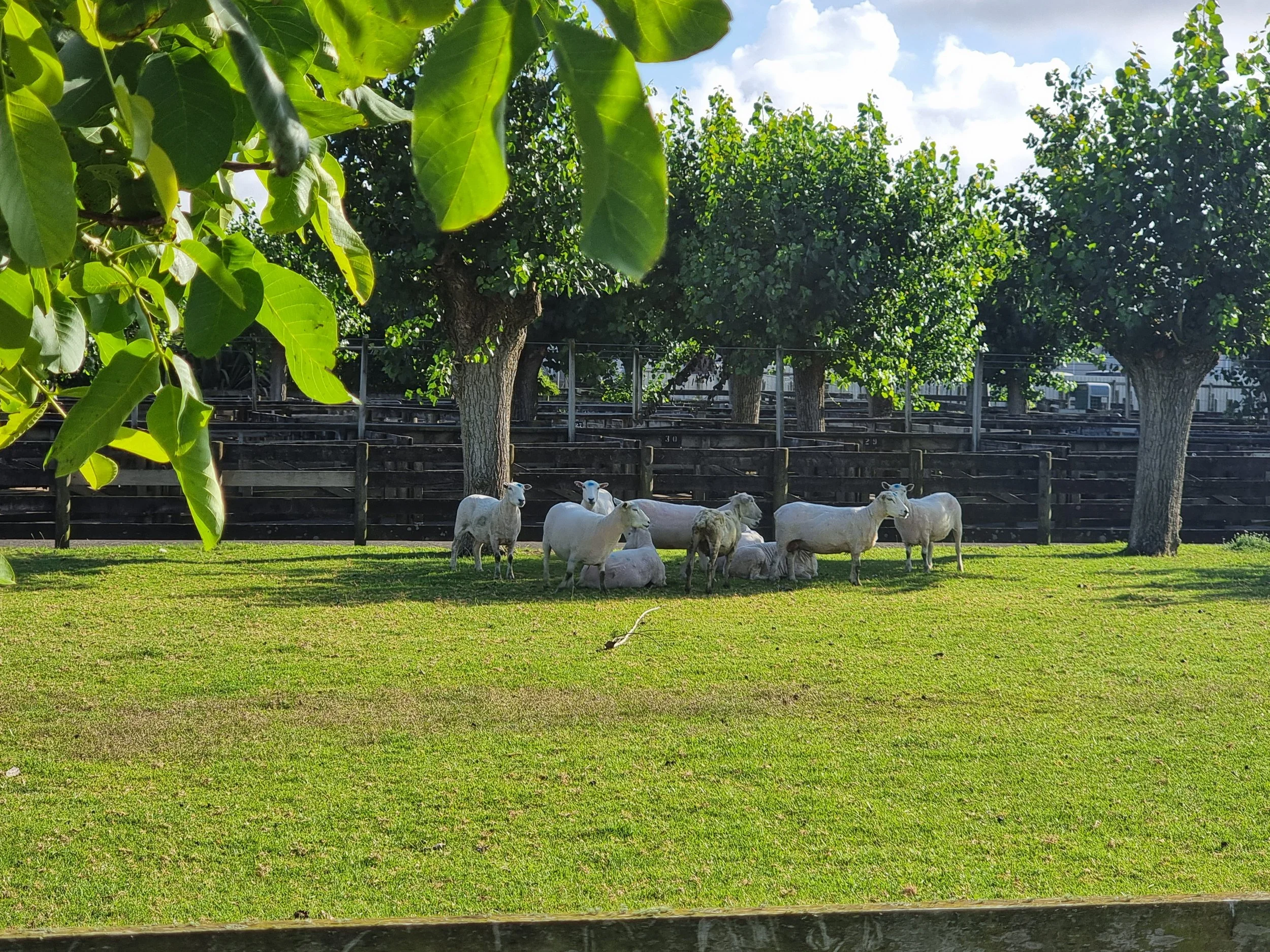 Tuakau Saleyard — National Saleyards