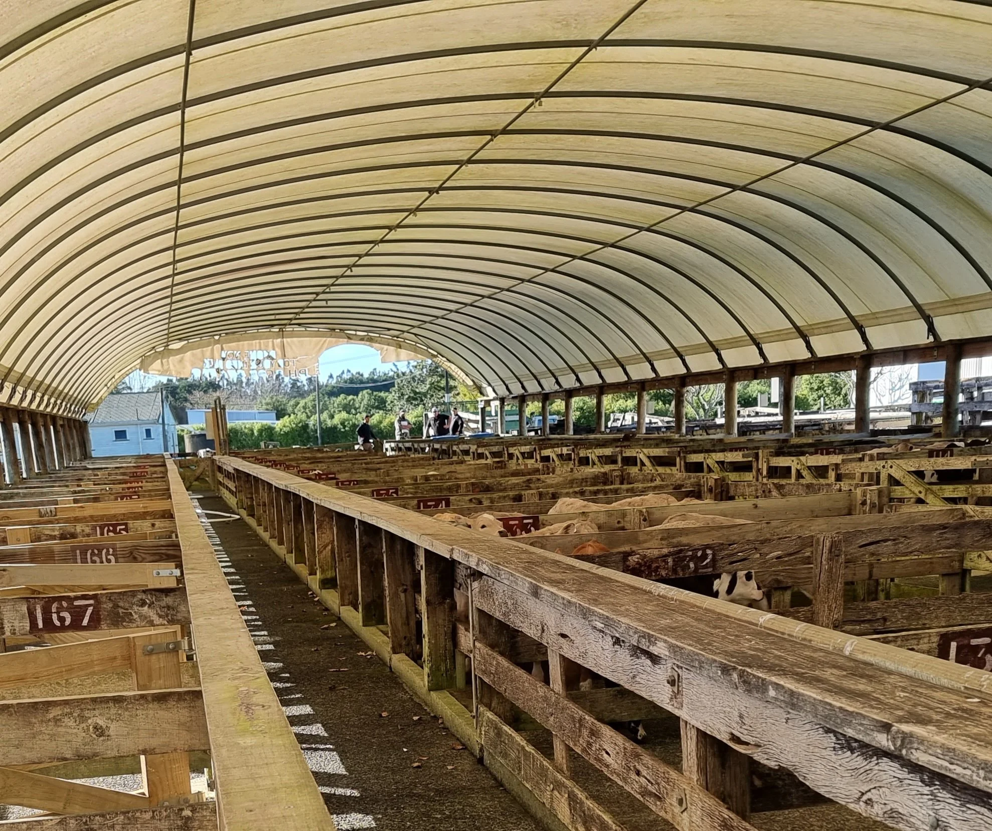 Kauri Saleyard — National Saleyards