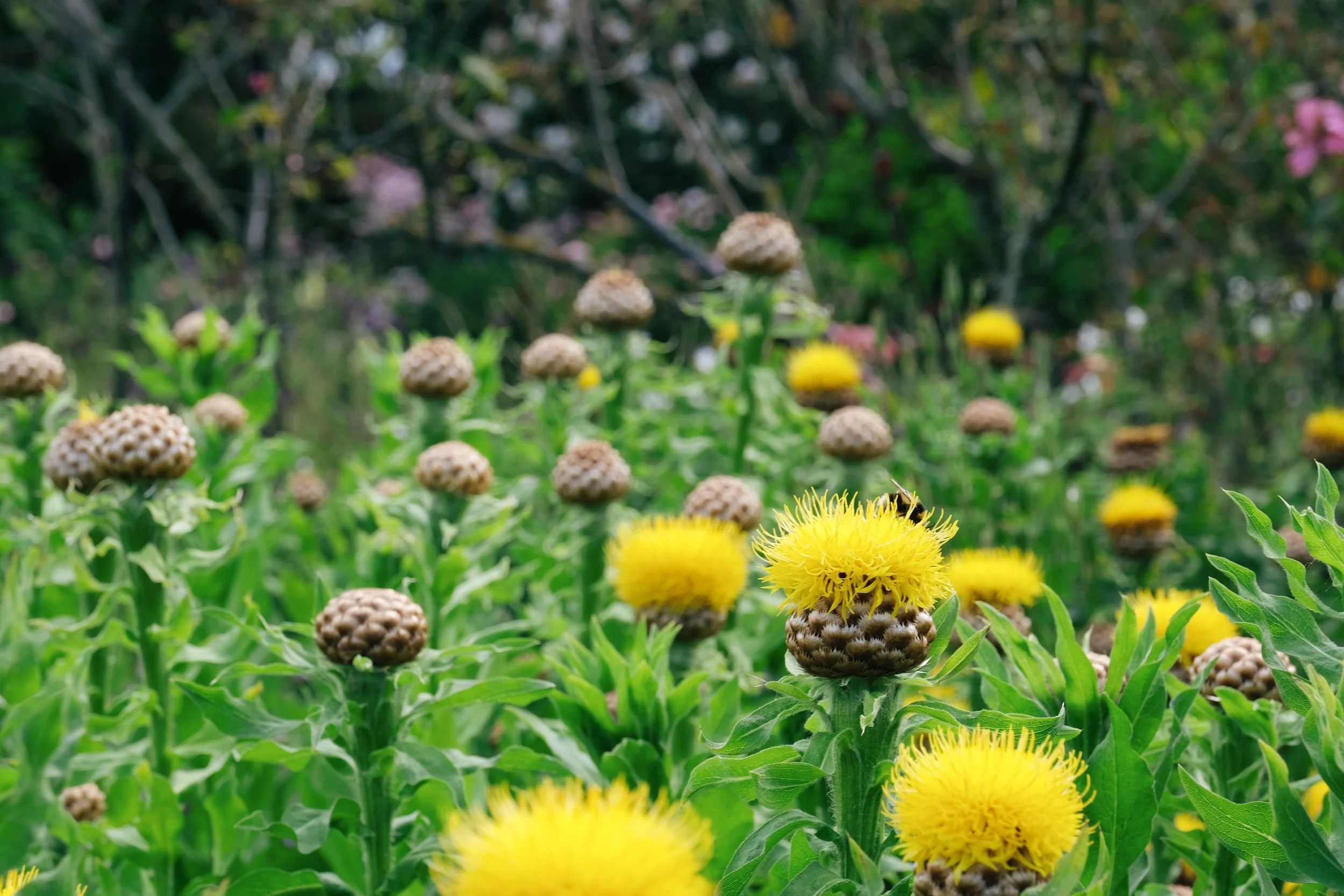 INTERESTING PLANTS ON MY WISHLIST — Unearthed.