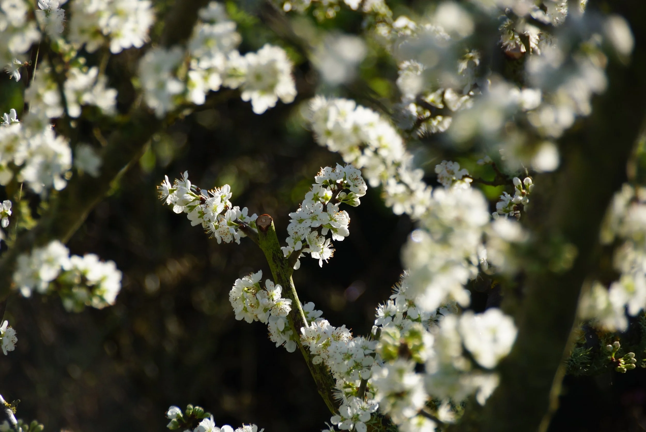 ONE BEAUTIFUL TREE — Unearthed.