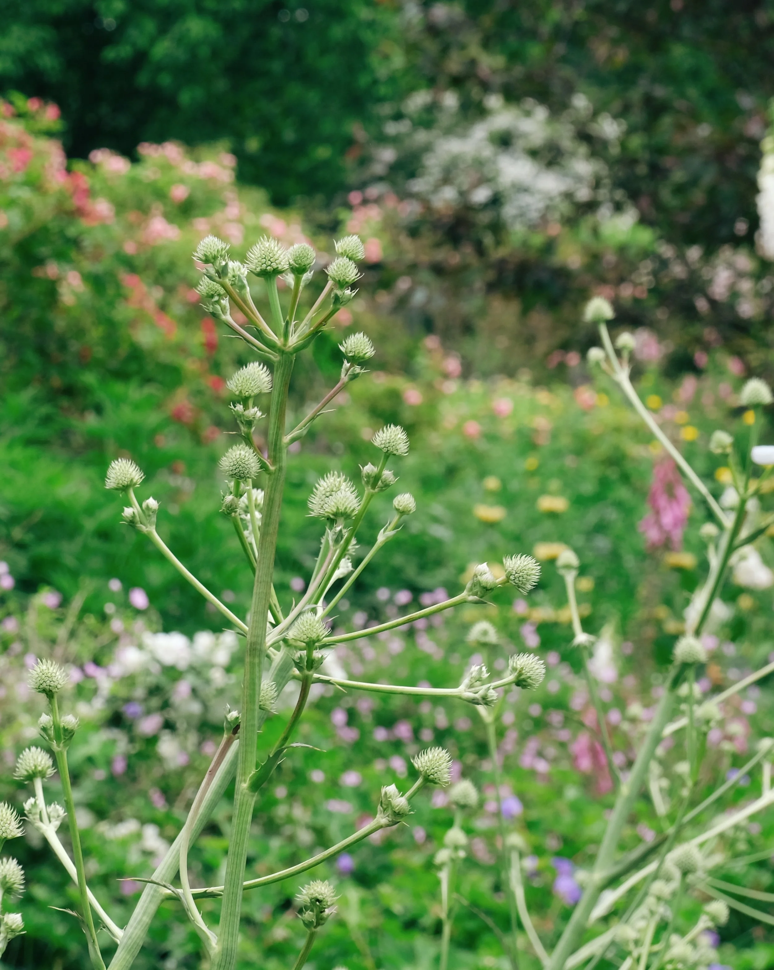 INTERESTING PLANTS ON MY WISHLIST — Unearthed.