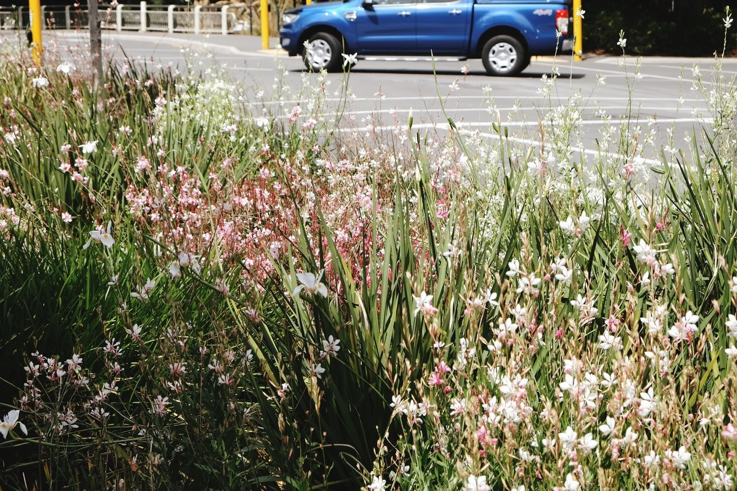 PLANT PROFILE : GAURA — Unearthed.