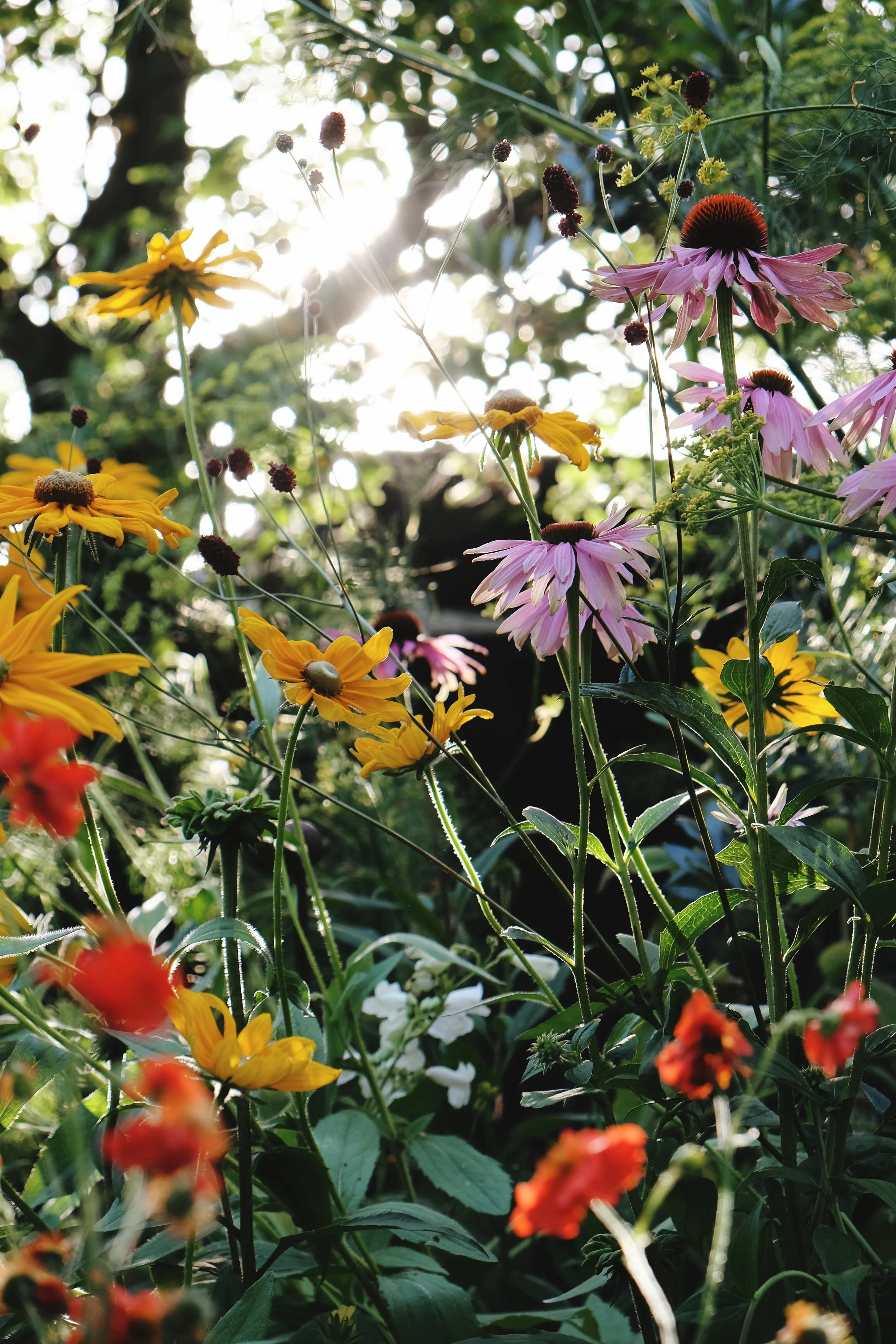 HOW TO PHOTOGRAPH YOUR GARDEN — Unearthed.