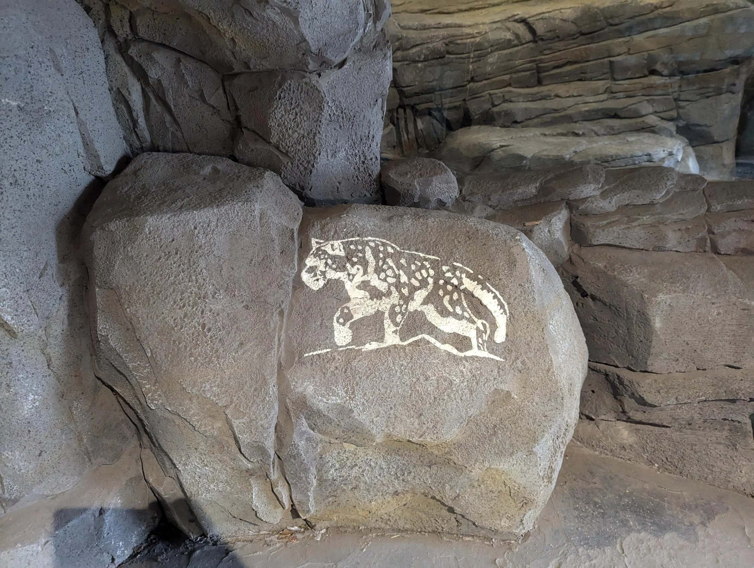 Chester Zoo Snow Leopards — Unusual Projects