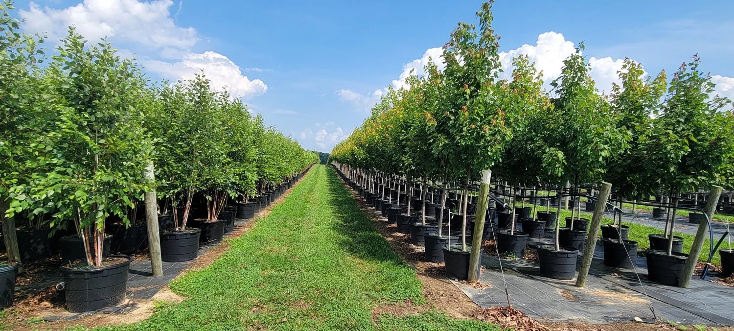 GALLERY — CrookhornNursery.com