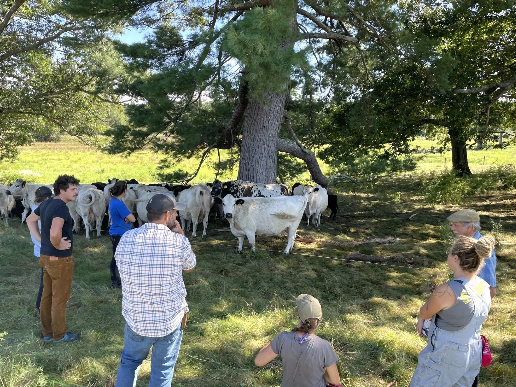 Northeast Grass-Fed Beef Initiative (NGBI)