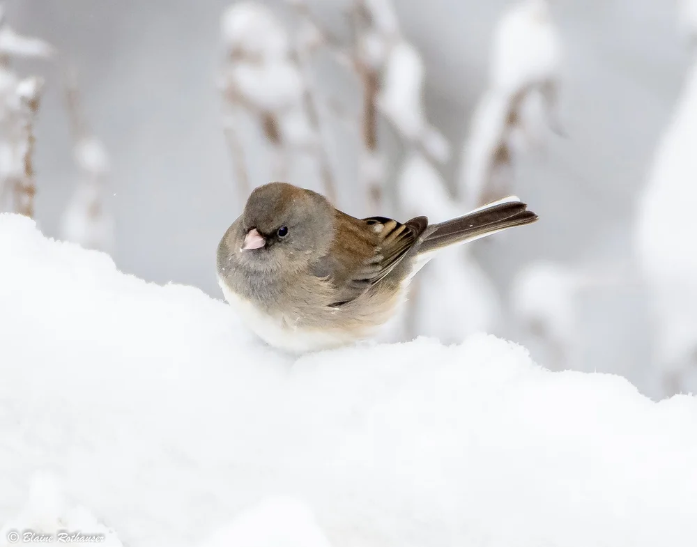 Birds in Snow — Blaine Rothauser Wildlife Photography