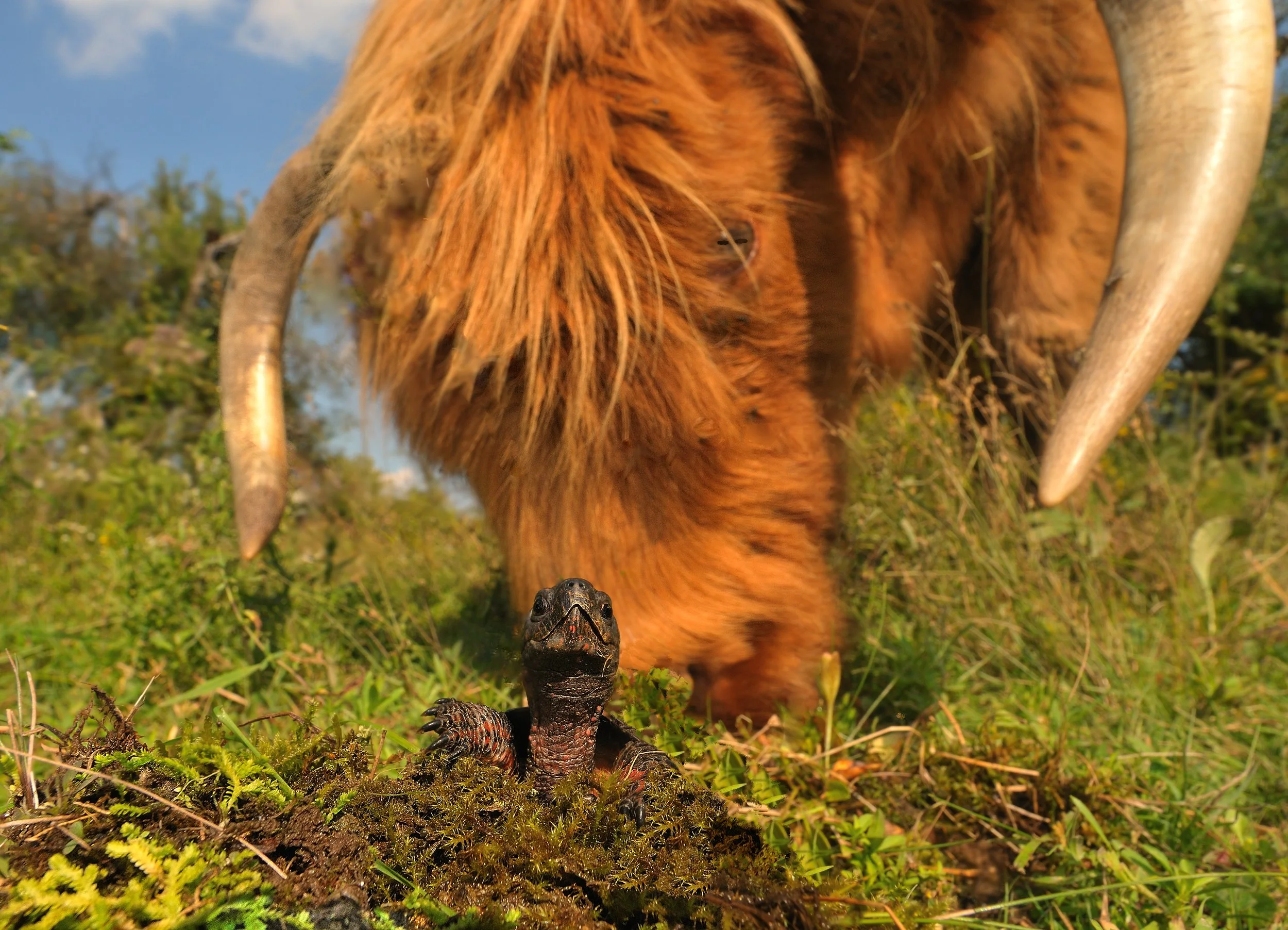 Environmental Consulting — Blaine Rothauser Wildlife Photography