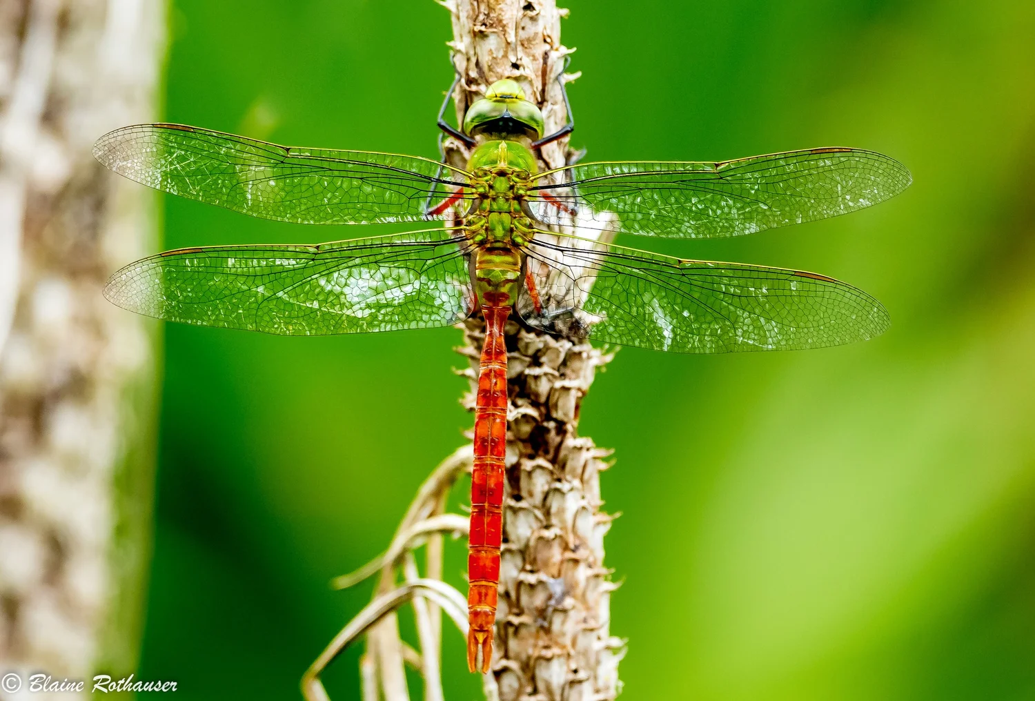 Dragonflies and Damselflies — Blaine Rothauser Wildlife Photography