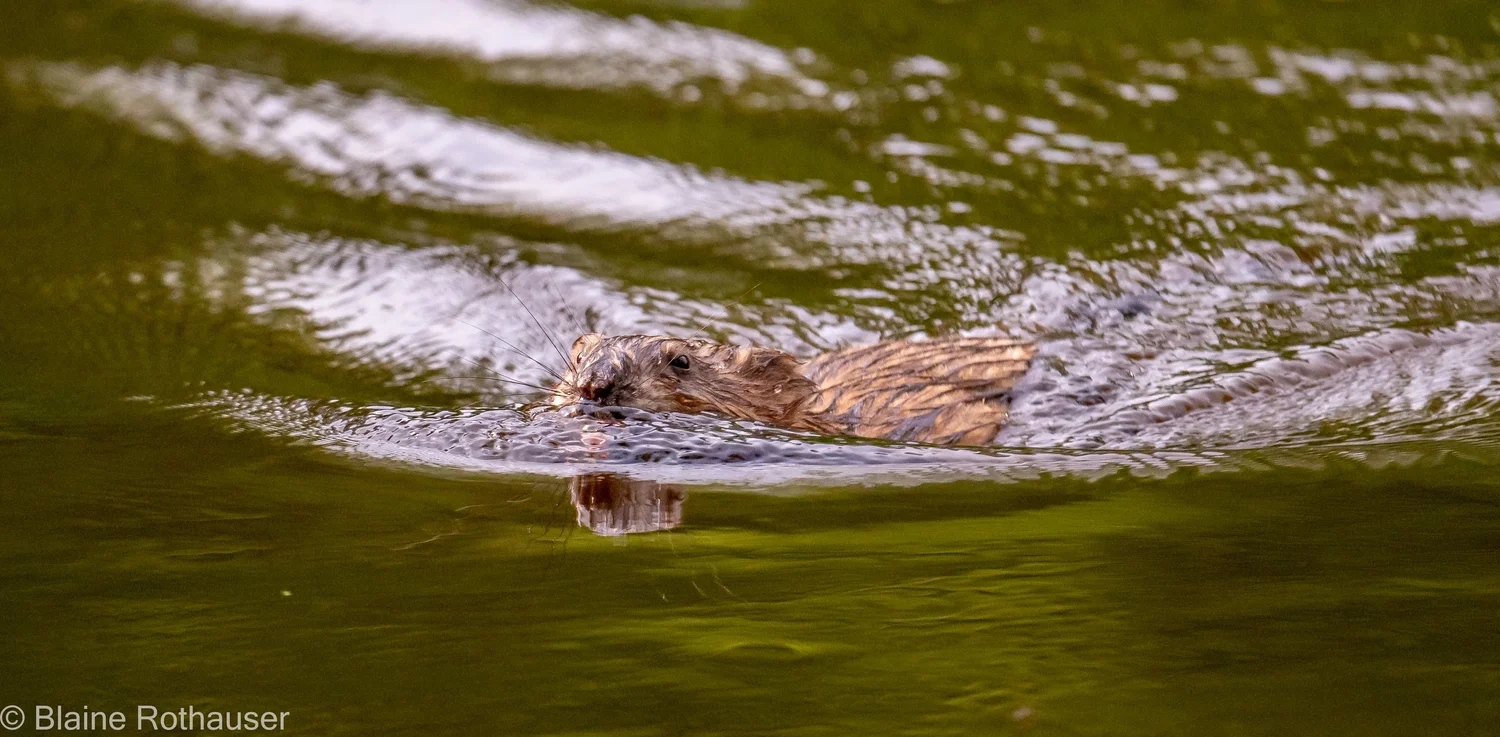 Blaine Rothauser Wildlife Photography
